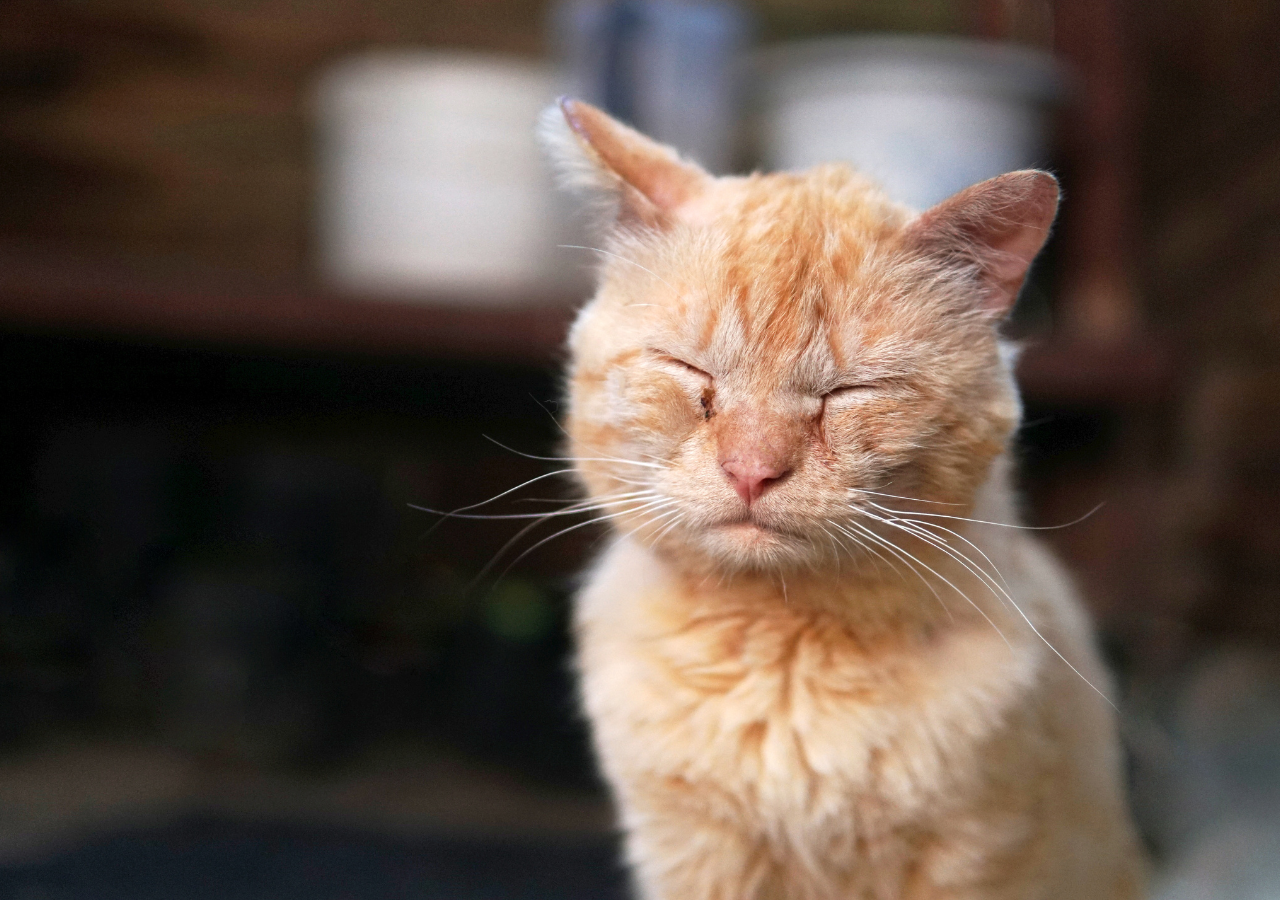 Scabies pada Kucing, Gejala dan Cara Pengobatannya | Pawlyclinic